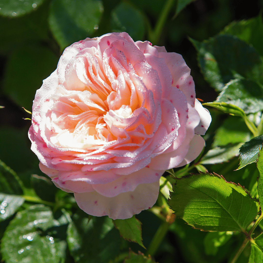 How To Grow Roses: A Beginners Guide - The Urban Gardener