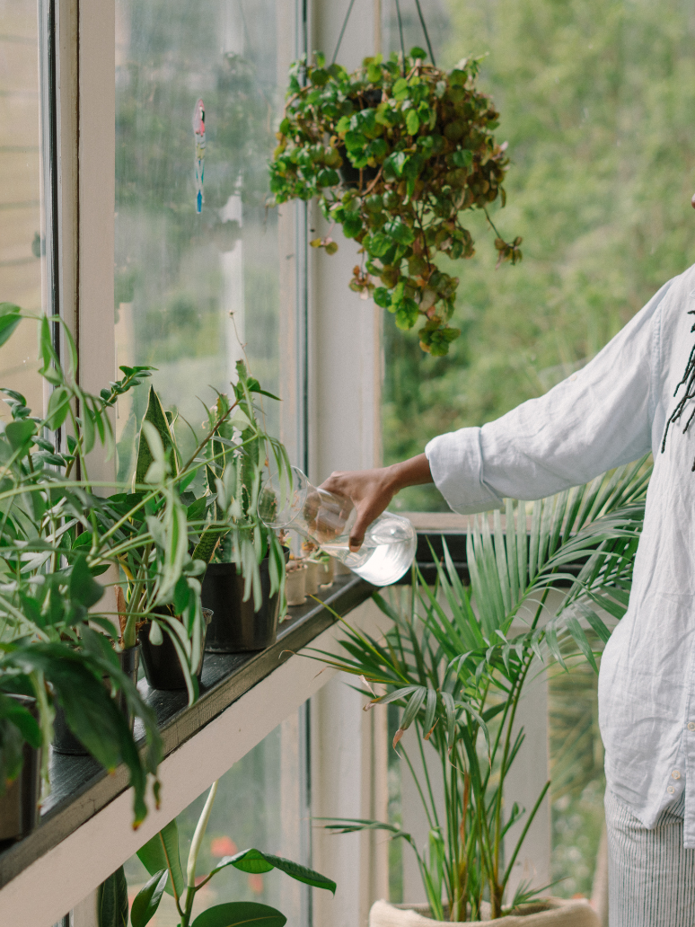 The Importance of Proper Watering for Your Houseplants - The Urban Gardener