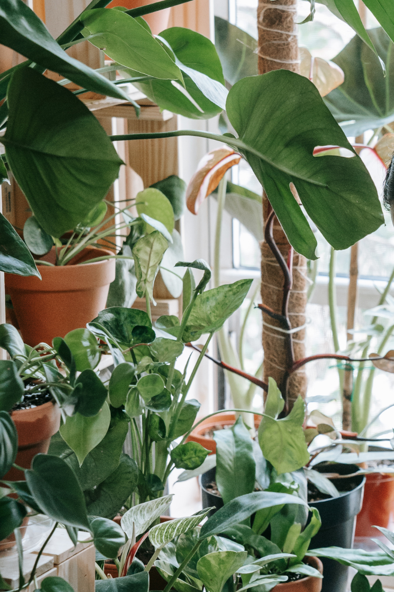 Common Challenges with Indoor Plants: Problems and Solutions - The ...